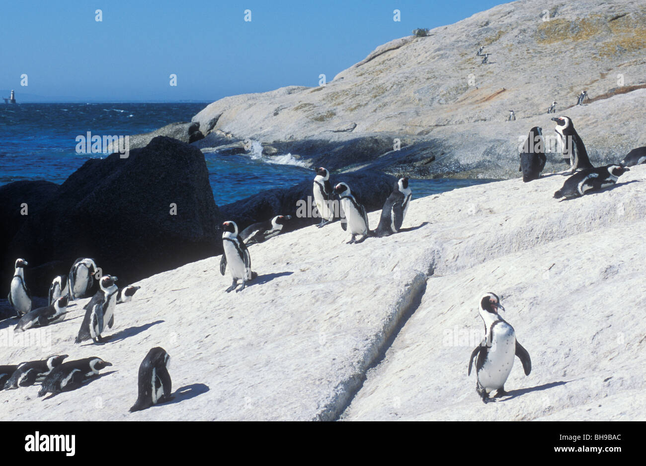 PENGUINS AT BOULDERS BEACH, BOULDERS, PENGUIN ROOKERY, NEAR SIMON' S ...