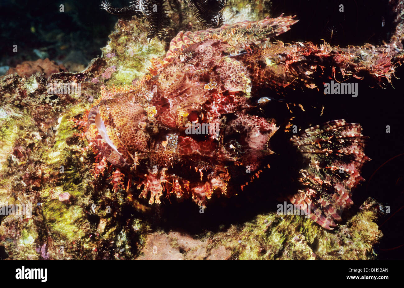 Tasseled or Bearded Scorpionfish. Scorpaenopsis Barbata. Found ...