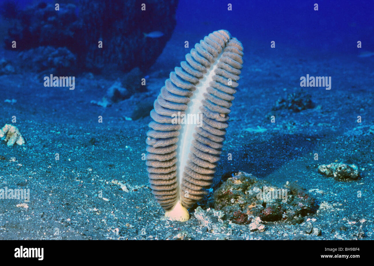 Sea Pen. Cnidarians. Pennatulacea. Vurgularia sp. Found on the sea bed ...