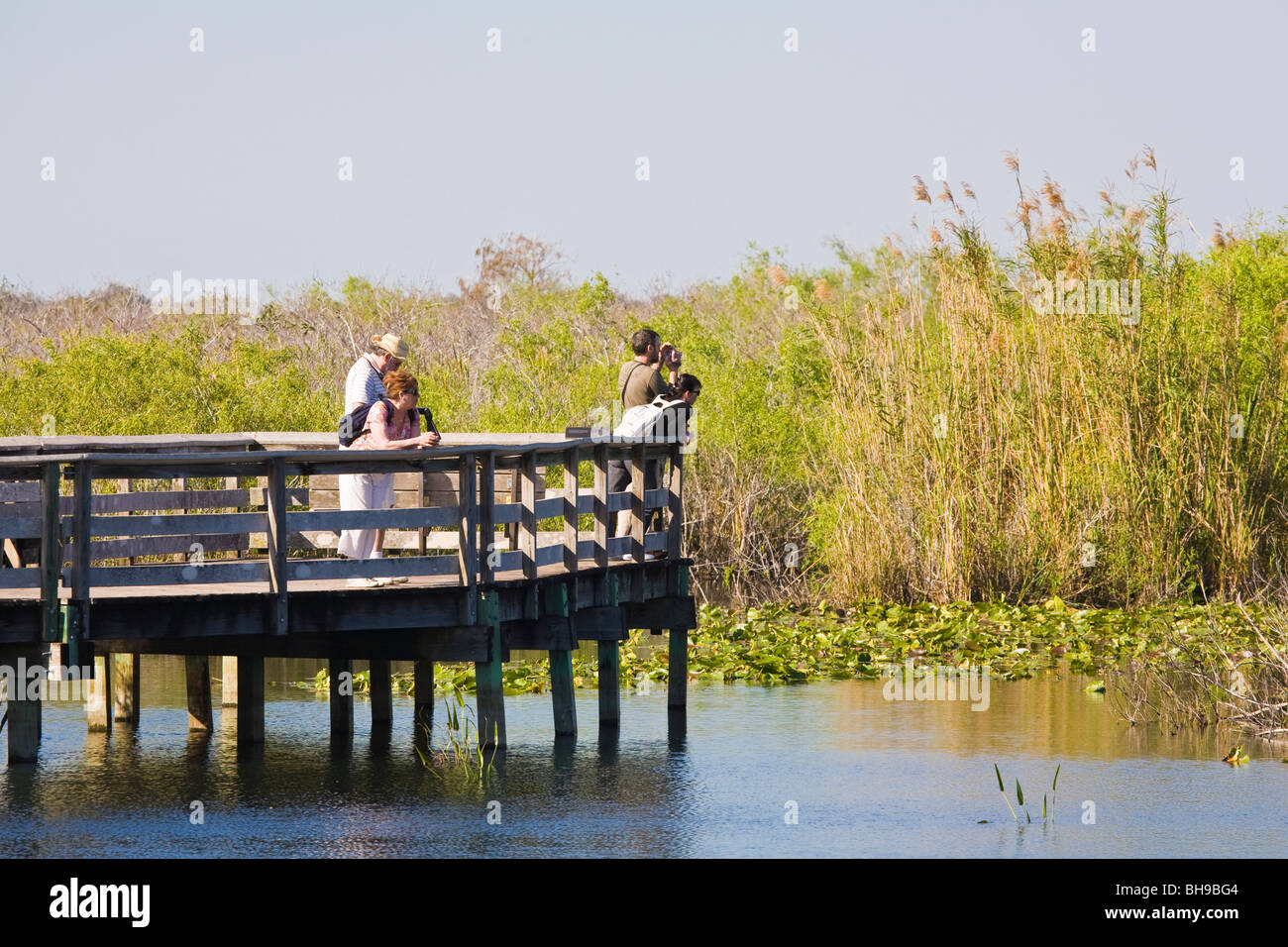 Anhinga Trail in the Everglades National Park in Florida Stock Photo ...