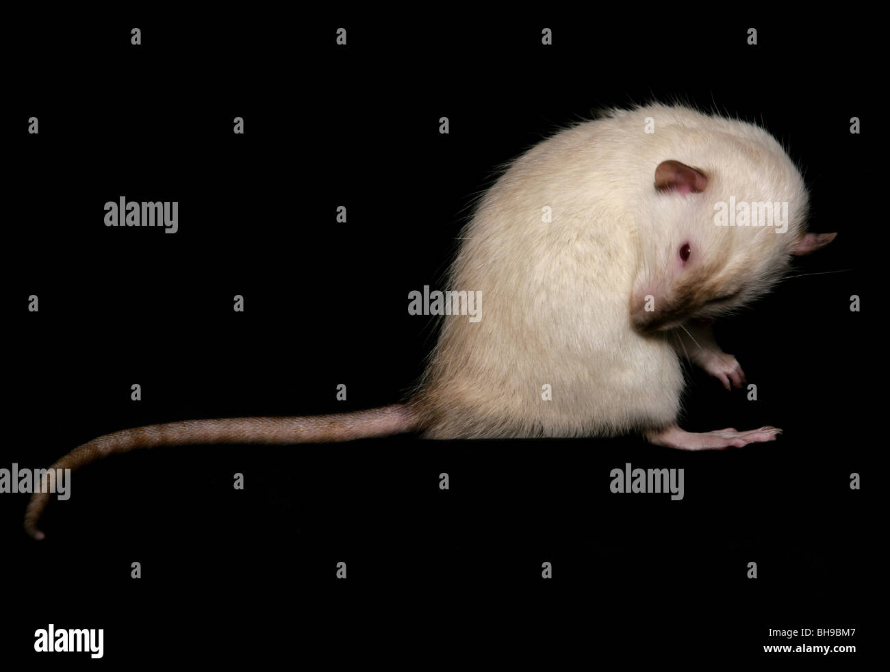 Male rat hi-res stock photography and images - Alamy