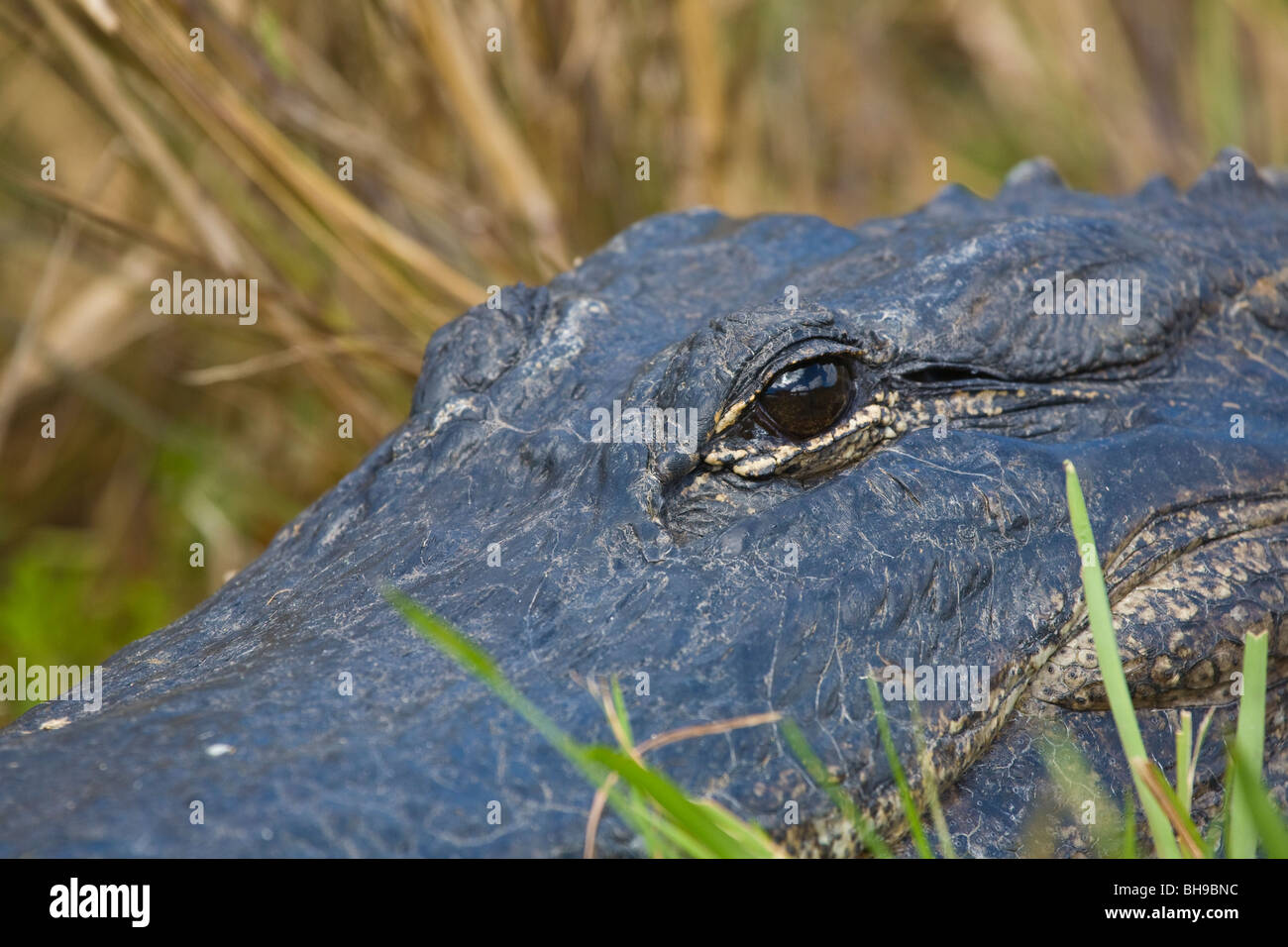 Alligator in everglades hi-res stock photography and images - Alamy