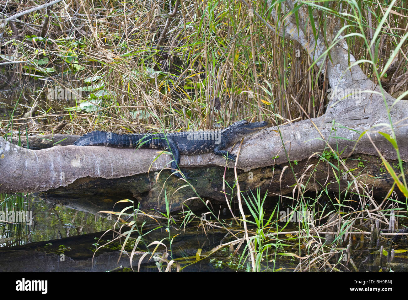 Small alligator resting on tree on the Anhinga Trail in the Everglades ...
