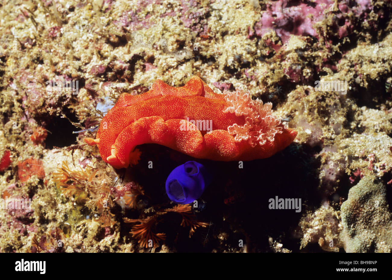 Spanish dancer slug hi-res stock photography and images - Alamy