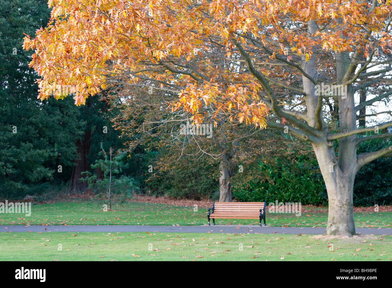 Autumn colours in a public park Stock Photo - Alamy