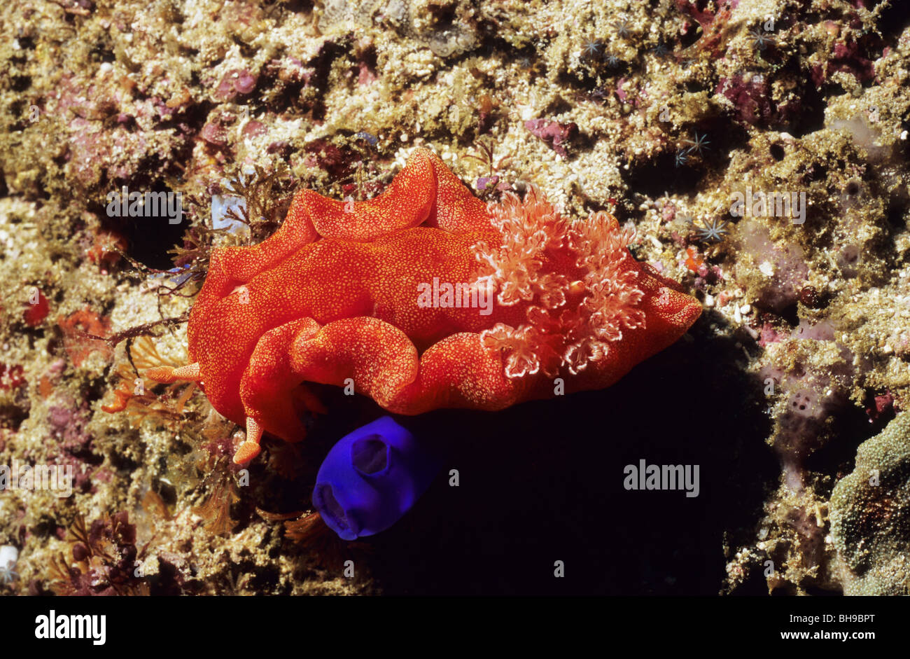 Spanish dancer slug hi-res stock photography and images - Alamy