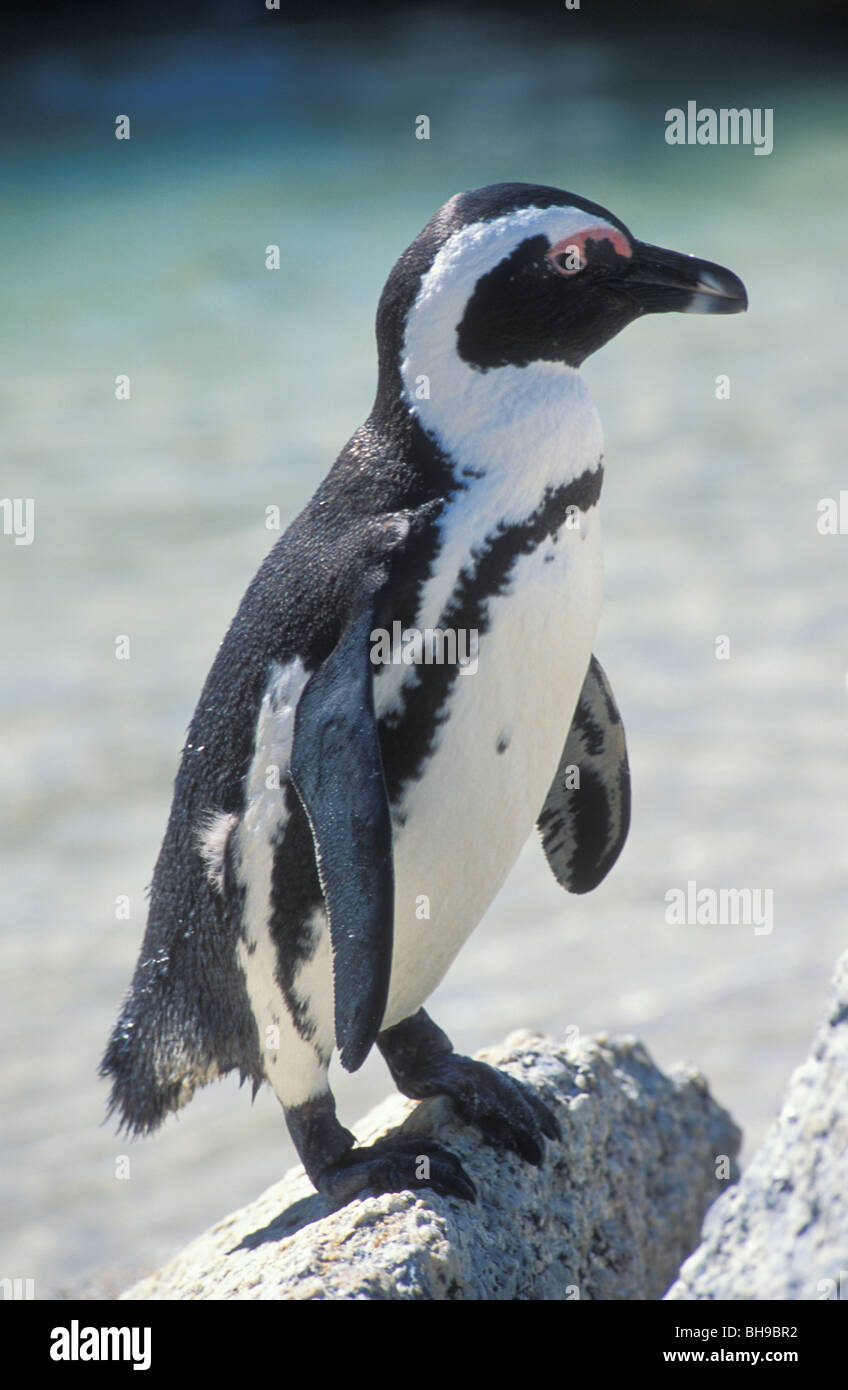 PENGUIN AT BOULDERS BEACH, BOULDERS, PENGUIN ROOKERY, NEAR SIMON' S ...