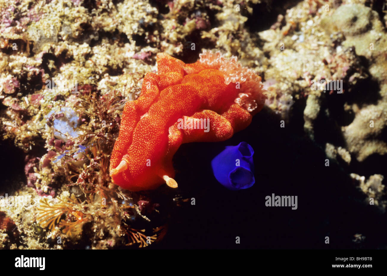 Spanish Dancer. Hexabranchus Sanguineus. Nudibranch. Sea Slug ...