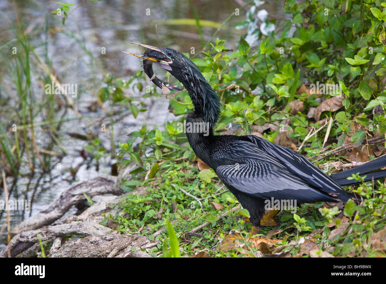 Anhinga with a fish on the Anhinga Trail in the Everglades National ...
