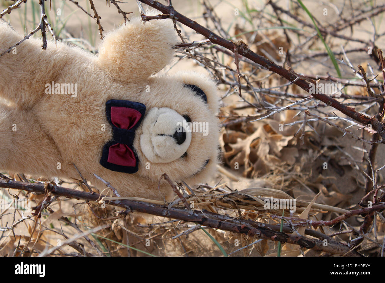 Teddy bear on beach stuck in twigs Stock Photo - Alamy