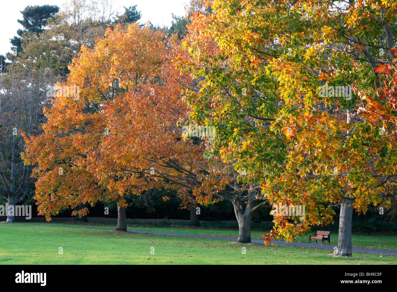 Autumn colours in a public park Stock Photo - Alamy
