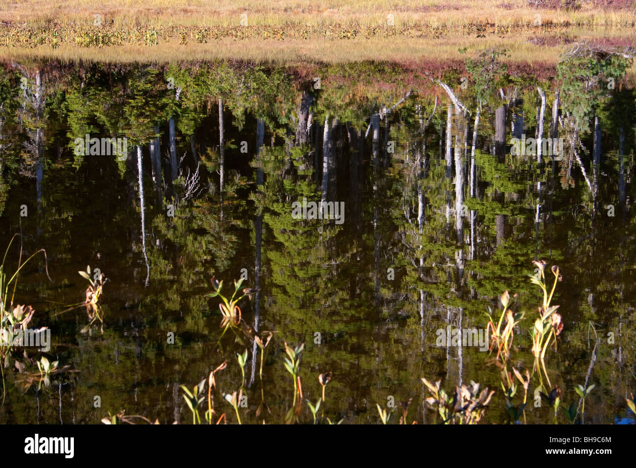 Lake reflection of trees at Paradise Meadows Forbidden Plateau ...