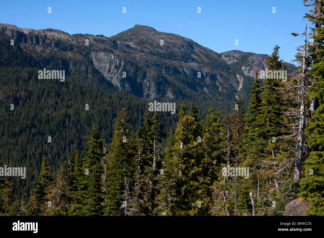 View to Jutland Mountain from the Forbidden Plateau Strathcona Park ...