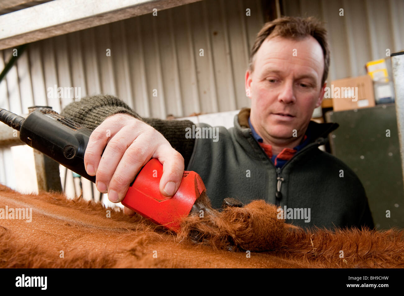 Farmer trimming hair off cattle to keep them clean and healthy Stock ...