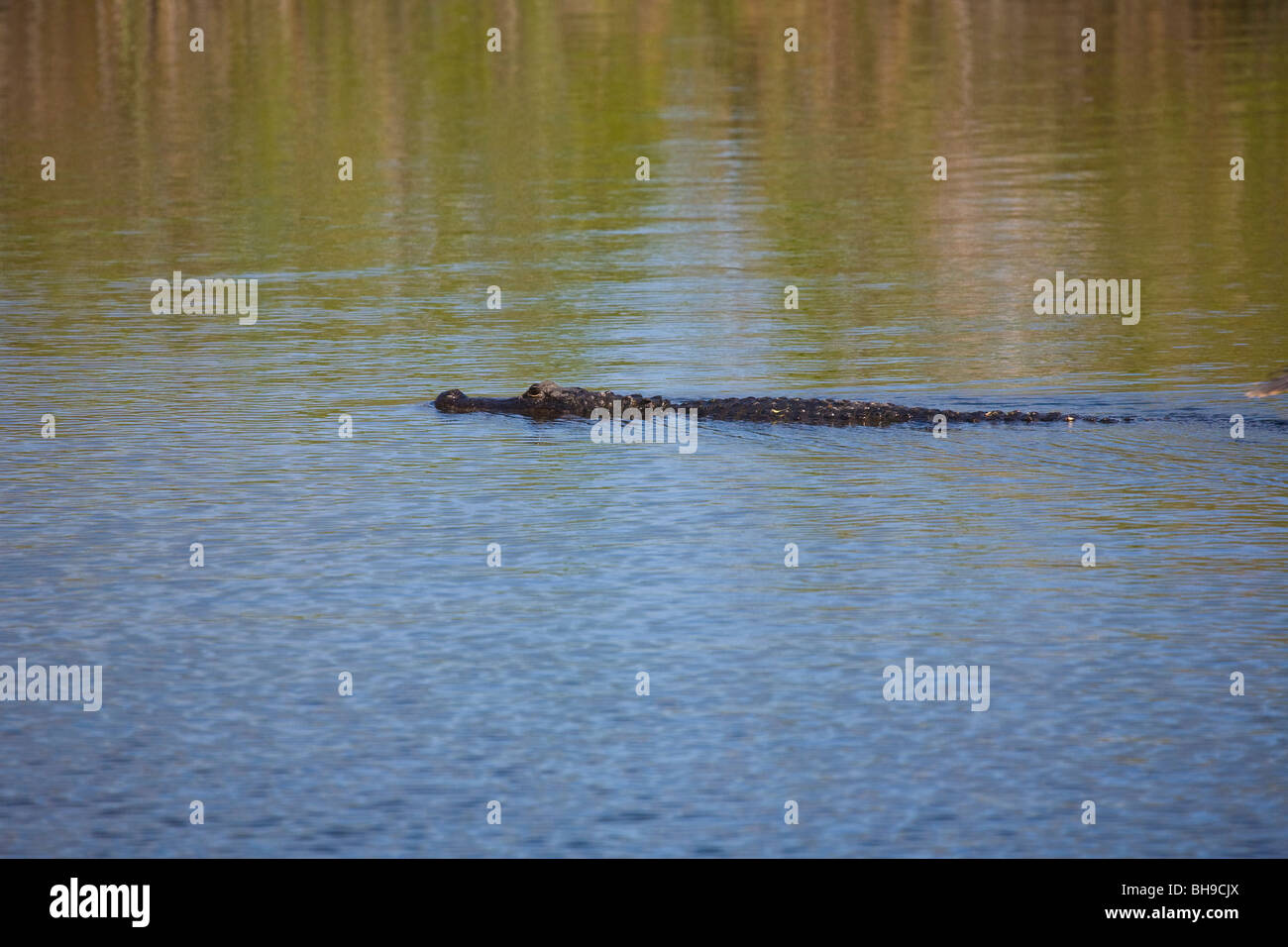 Alligator in water hi-res stock photography and images - Alamy