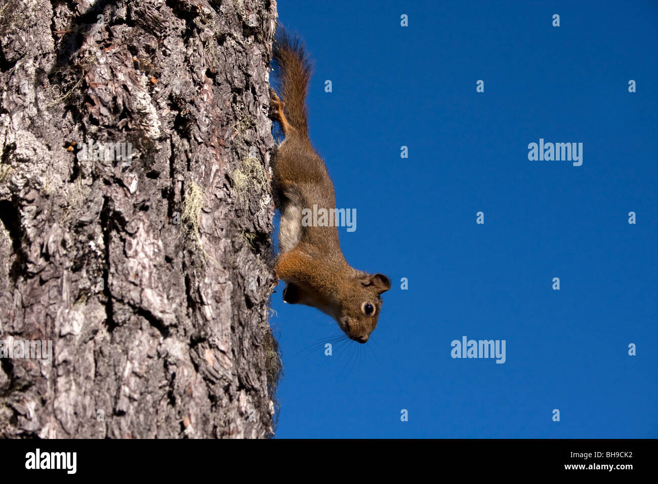 Red Squirrel Tamiasciurus hudsonicus running down tree at Paradise ...