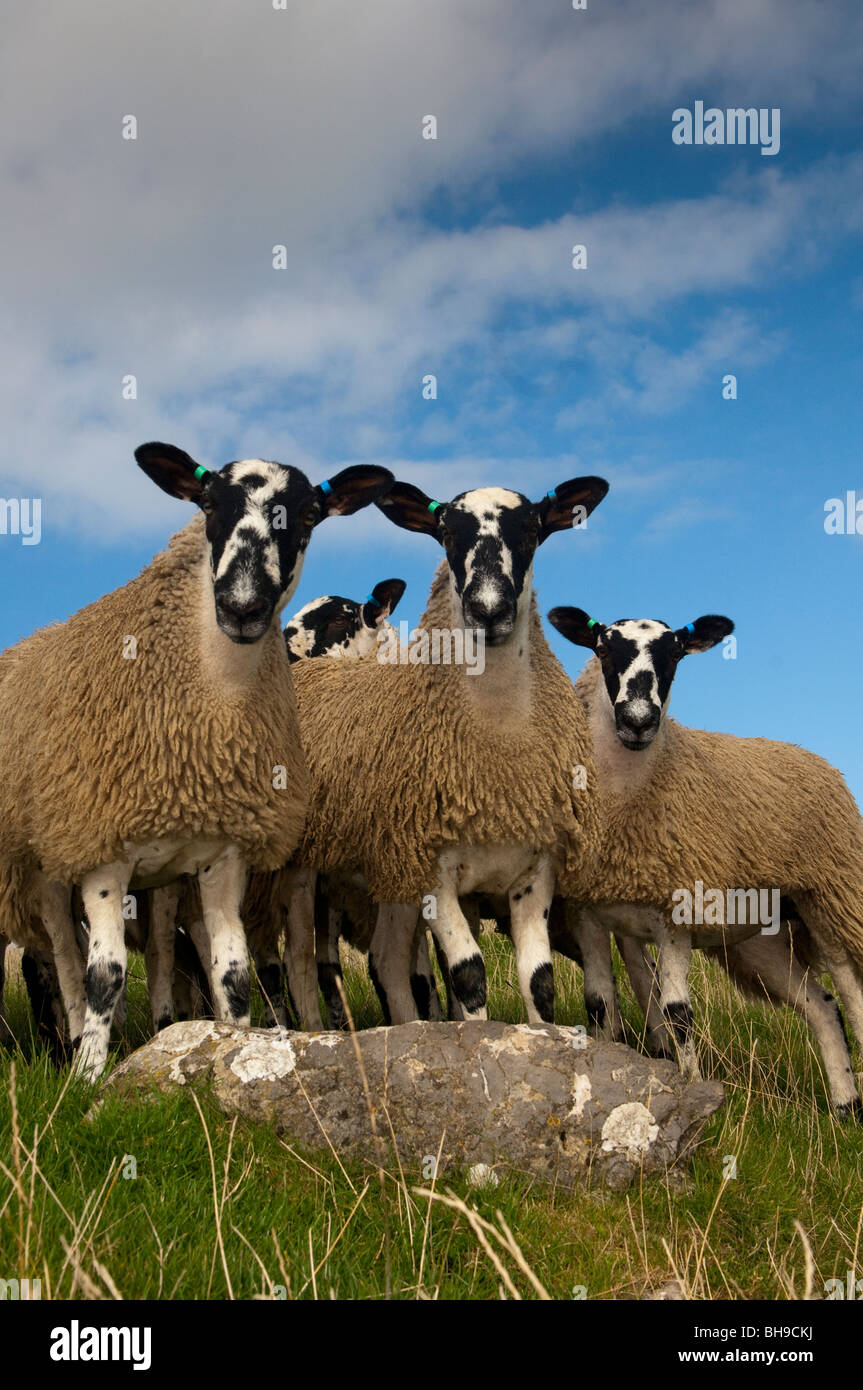 Mule gimmer lambs ready for sale Stock Photo - Alamy
