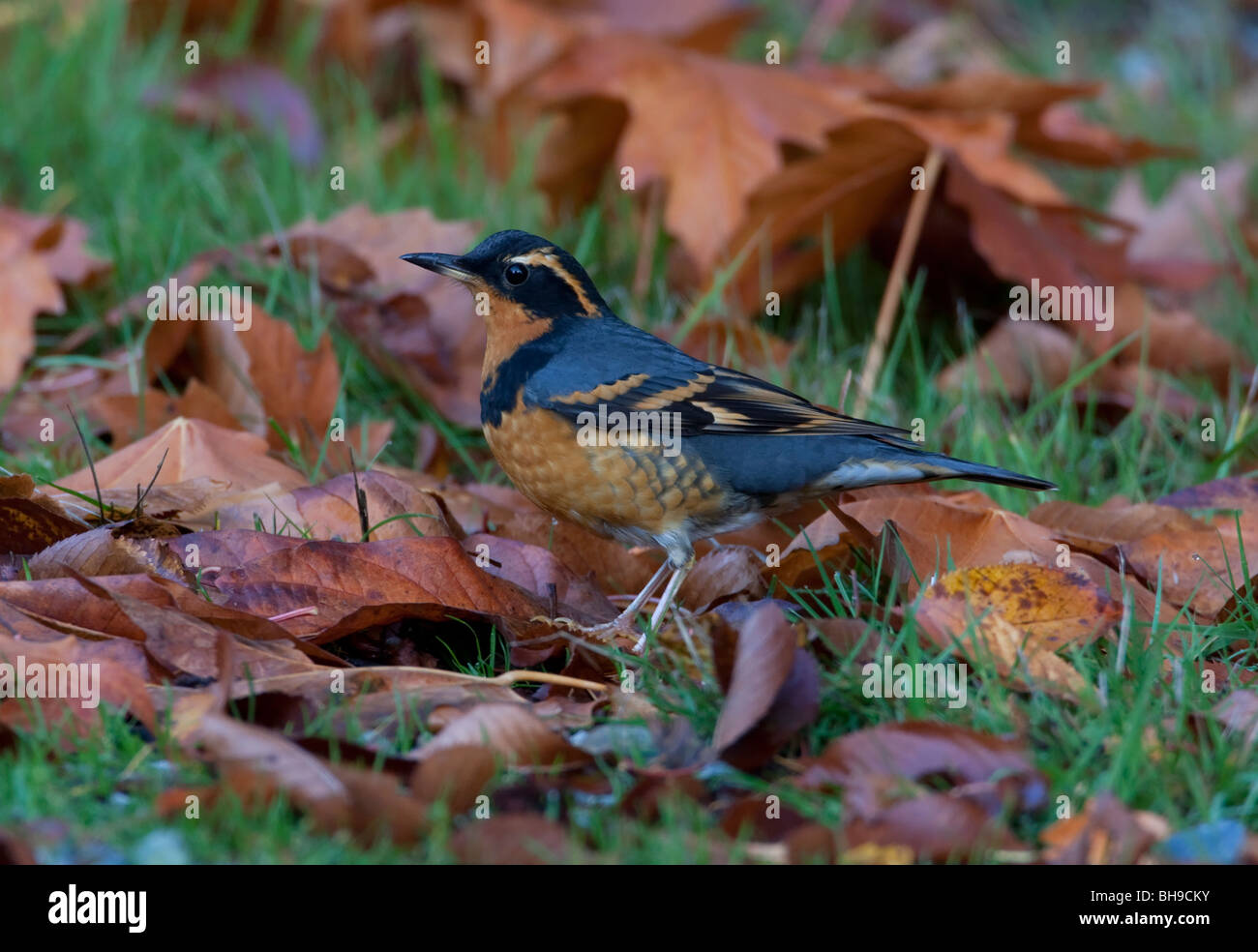 Varied thrush hi-res stock photography and images - Alamy