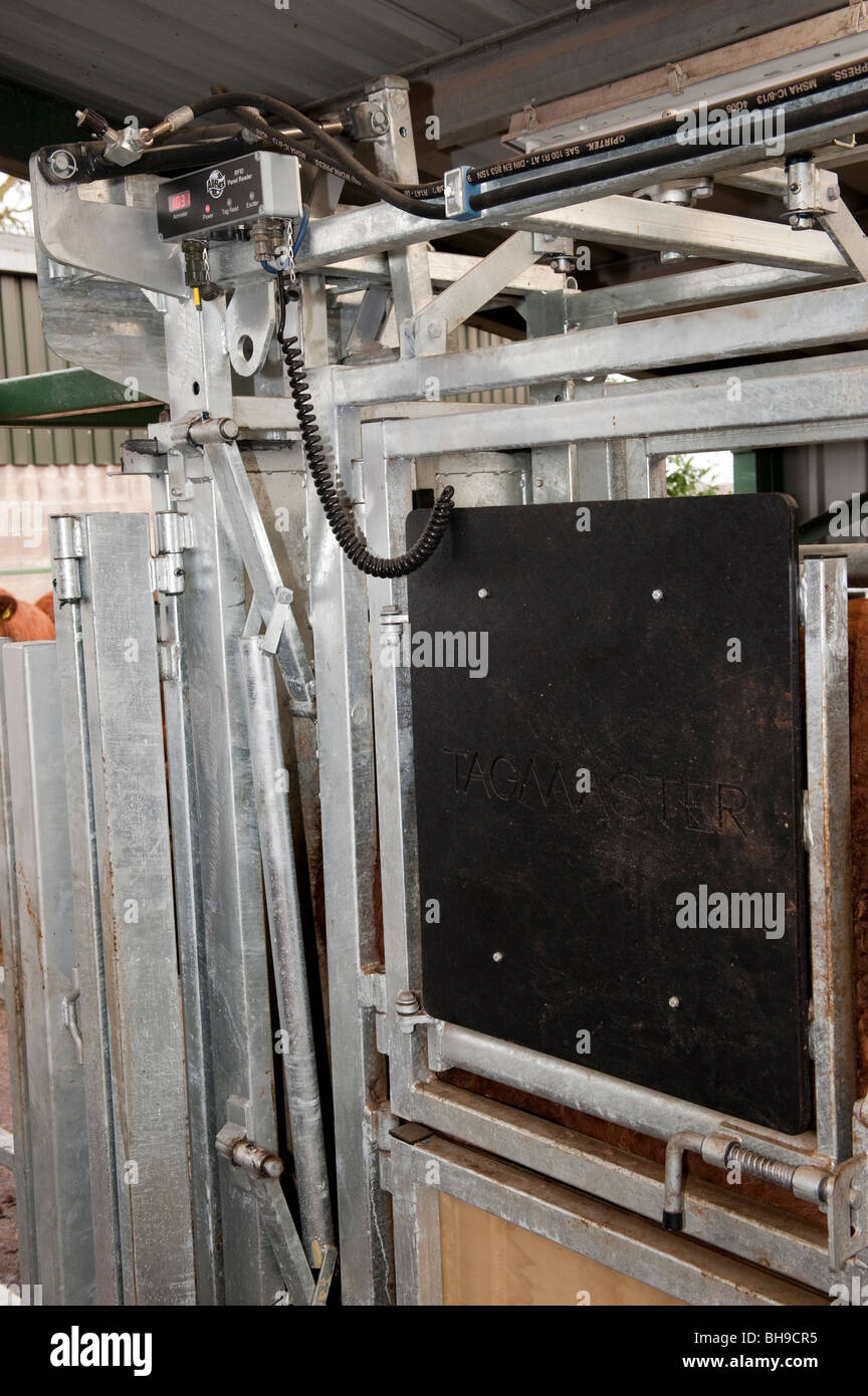 Electronic tag reader on a cattle crush so cattle can be identified ...