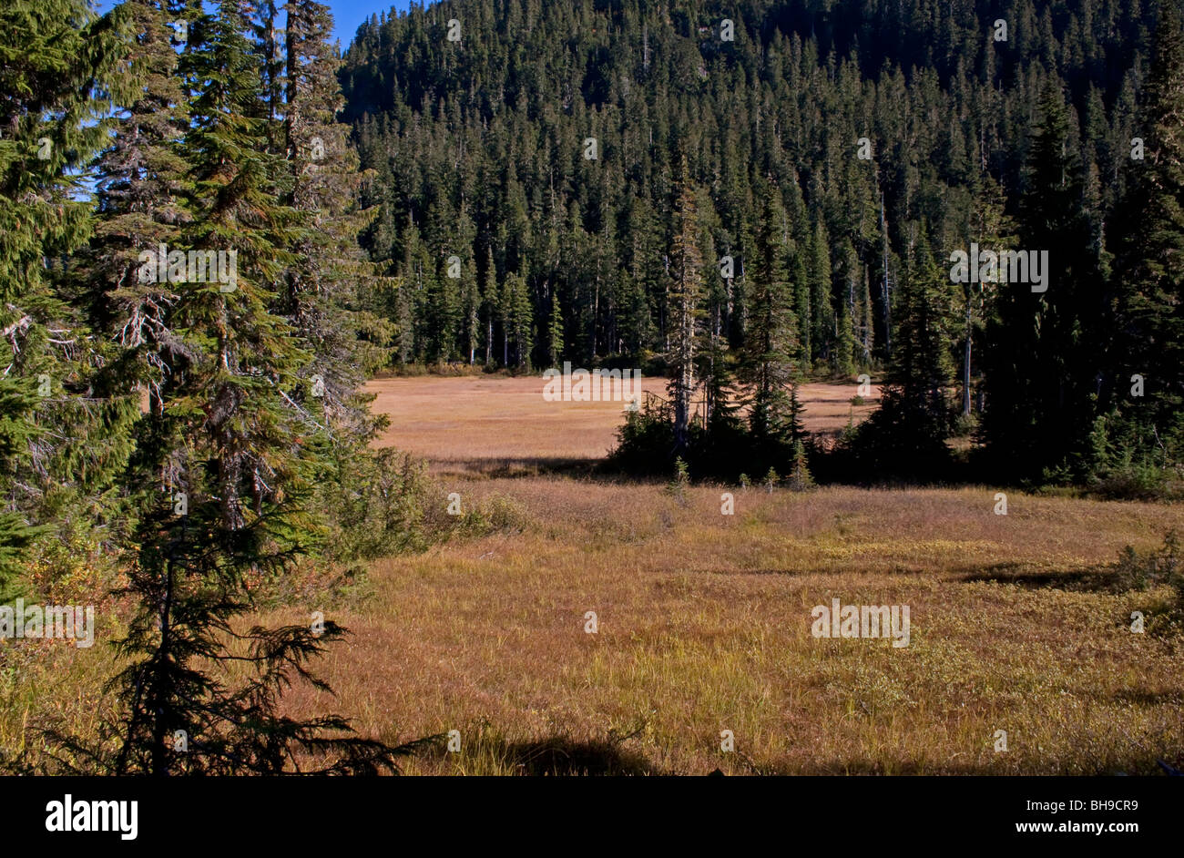 Meadow & forest landscape at Paradise Meadows Forbidden Plateau ...