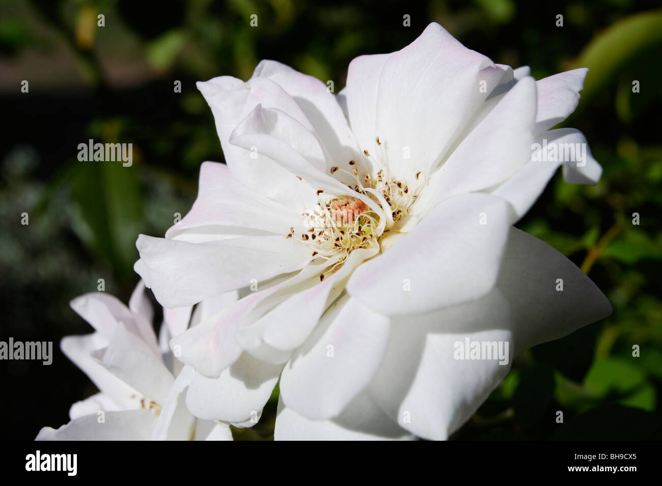 Flower in Western Australia Stock Photo - Alamy