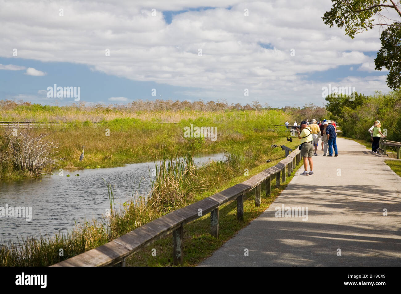 Anhinga Trail in the Everglades National Park in Florida Stock Photo - Alamy