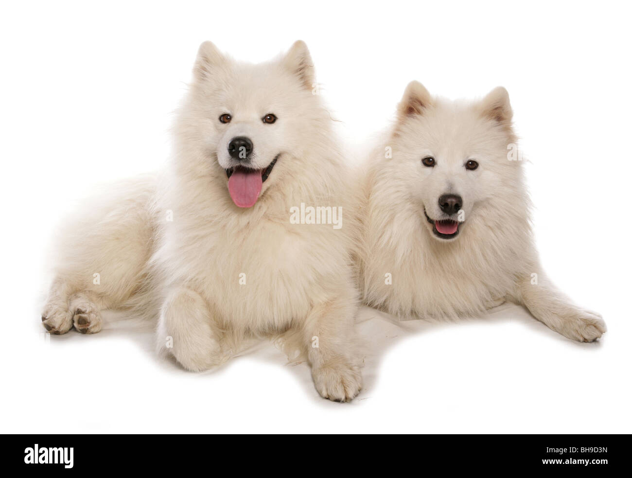 Samoyed hi-res stock photography and images - Alamy