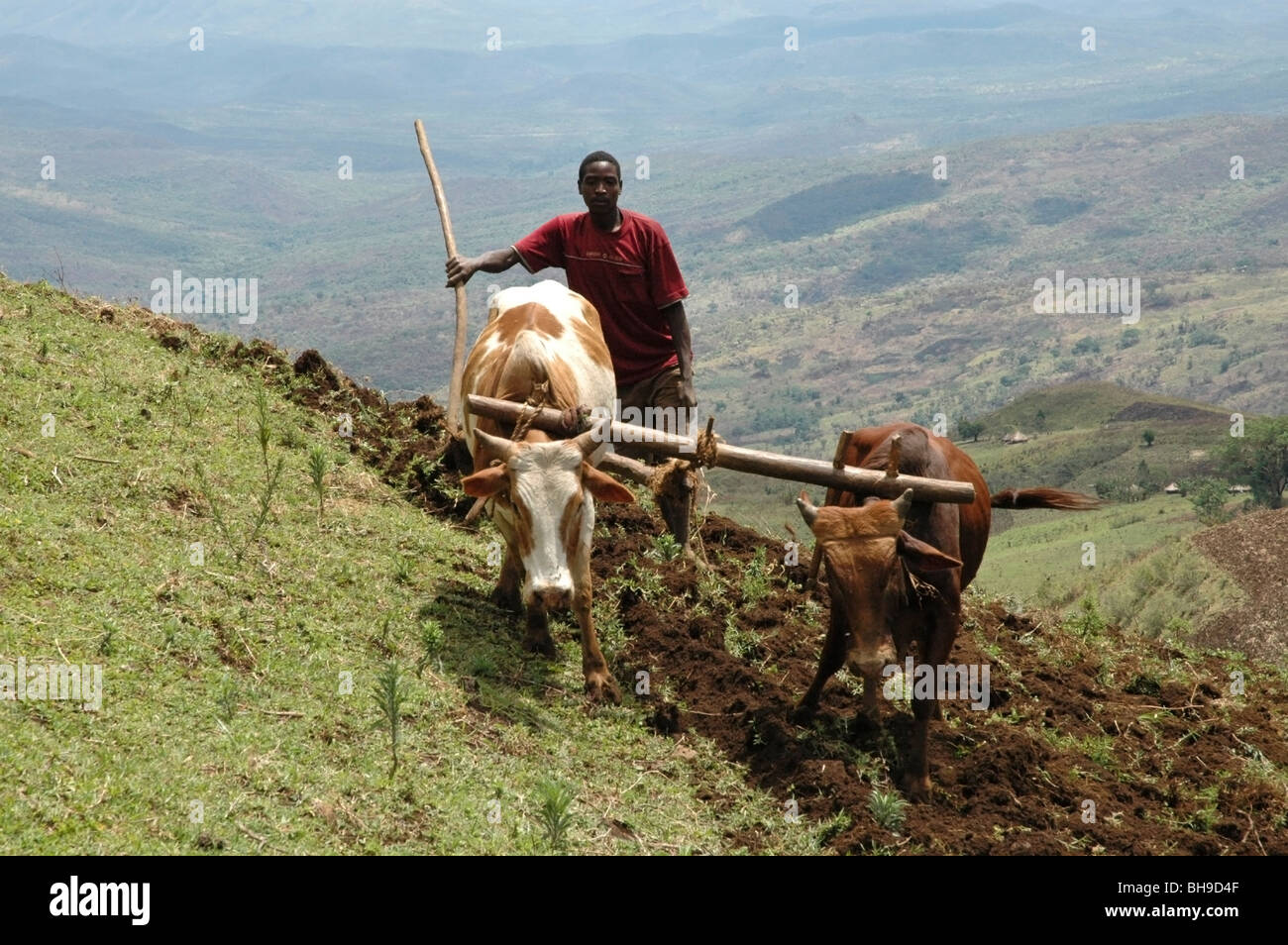 Ethiopian farmer plowing fields with oxen Stock Photo - Alamy