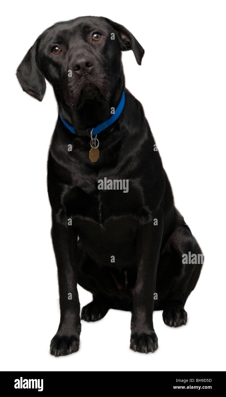 Black Labrador looking ahead Stock Photo - Alamy