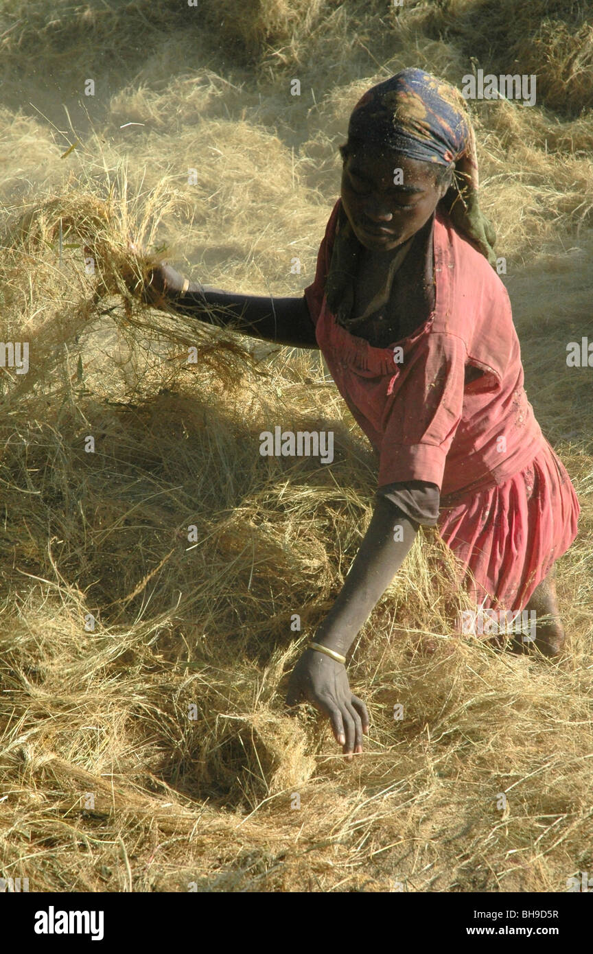 Ethiopian woman winnowing teff Stock Photo - Alamy