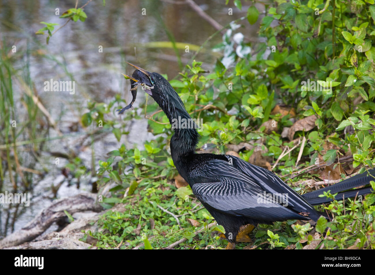 Anhinga with a fish on the Anhinga Trail in the Everglades National ...