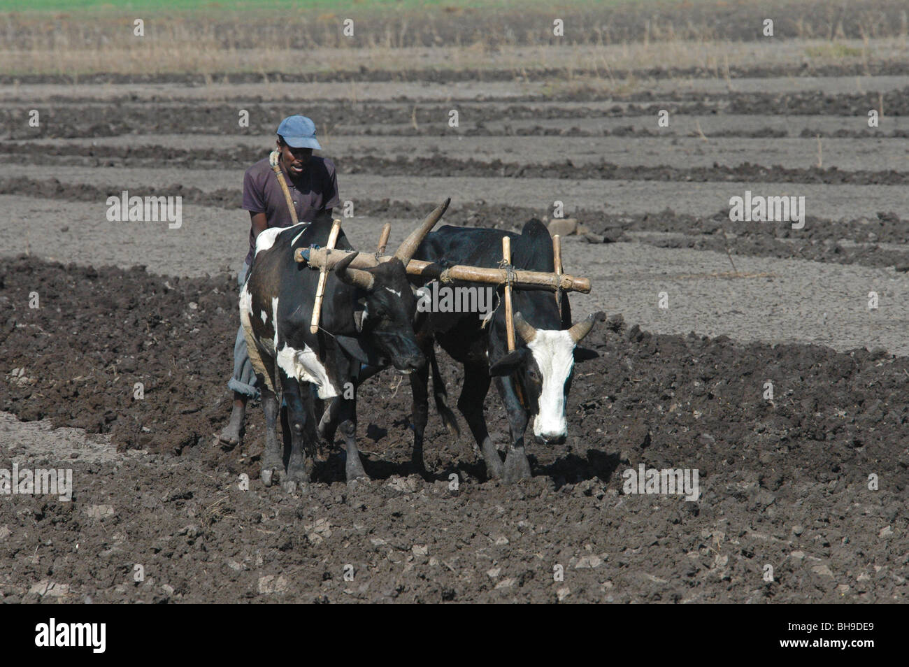 Oxen farming hi-res stock photography and images - Alamy