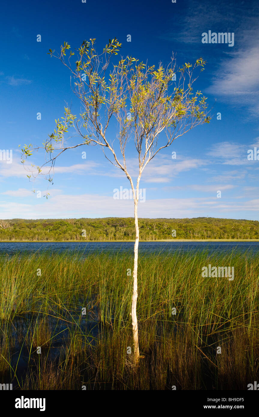 Brown Lake Freshwater Lake North Stradbroke Island Australia // NORTH ...