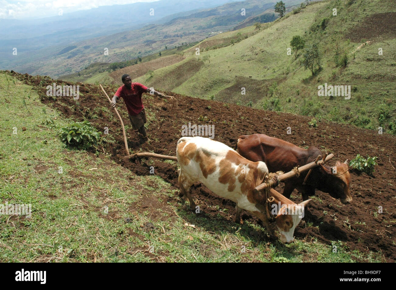 Ethiopian farmer plowing fields with oxen Stock Photo - Alamy