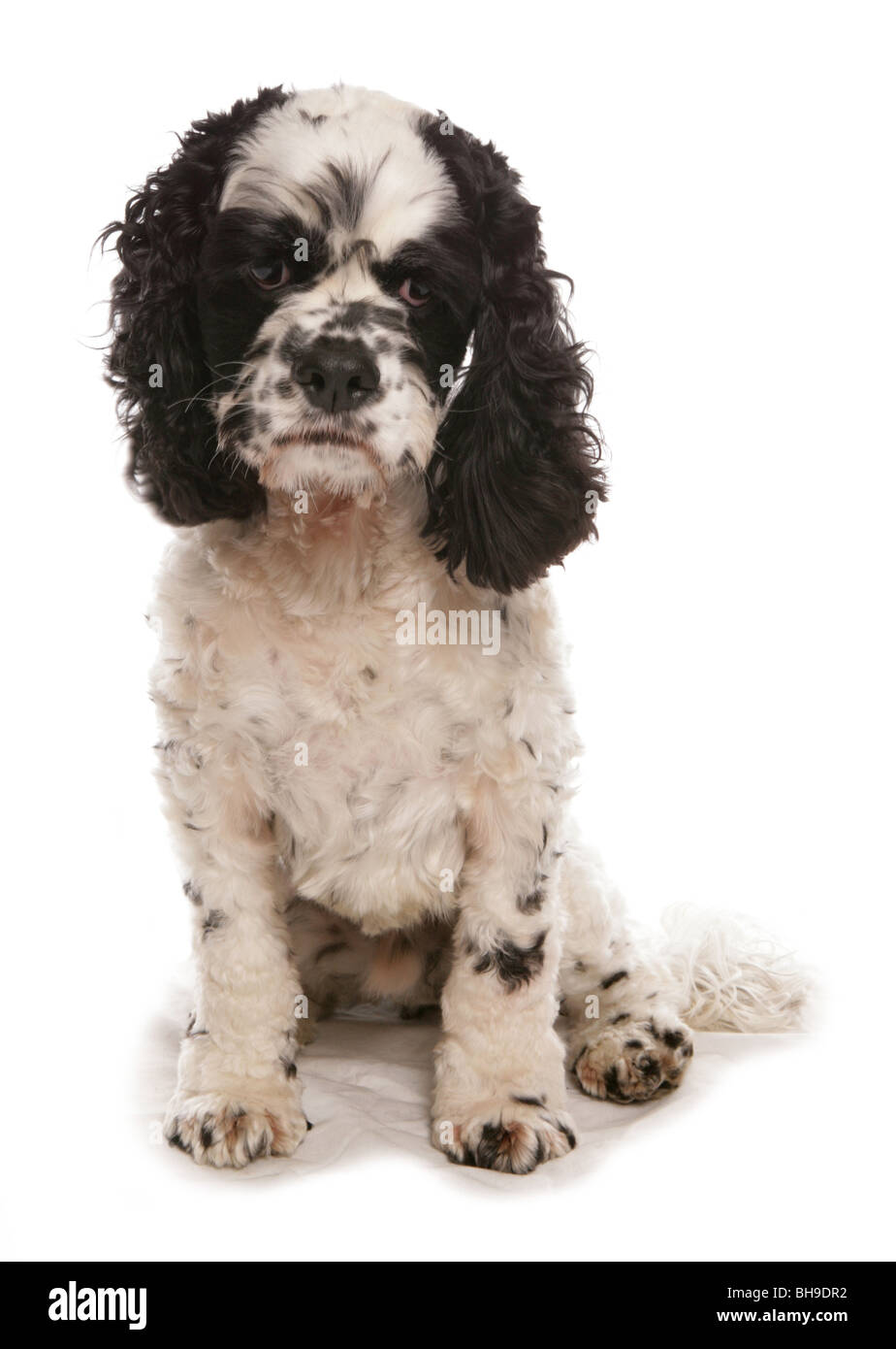 American Cocker Spaniel Single adult male dog sitting Studio Stock ...