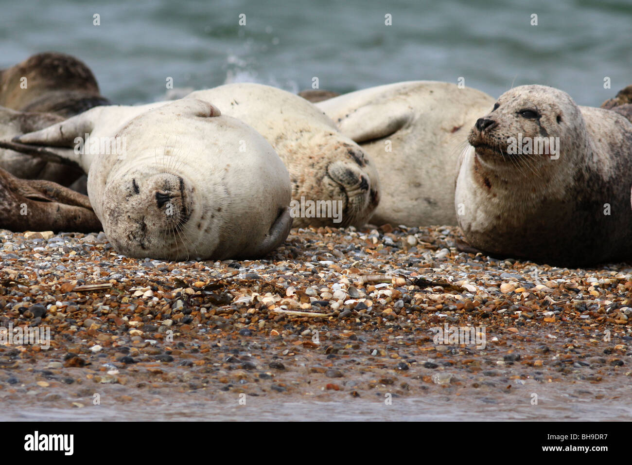 Common seals uk hi-res stock photography and images - Alamy