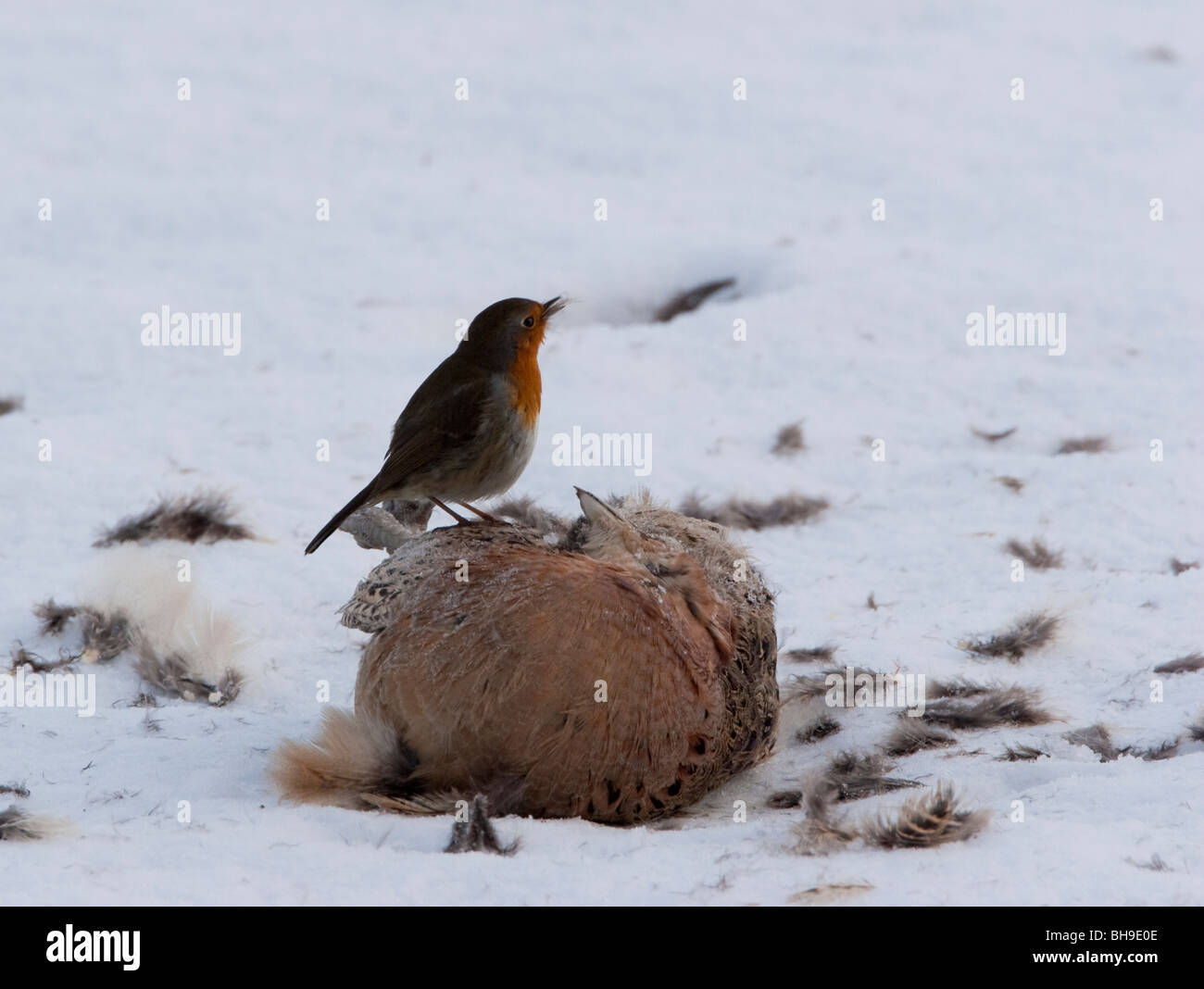 Carrion carcass scavenging hi-res stock photography and images - Alamy