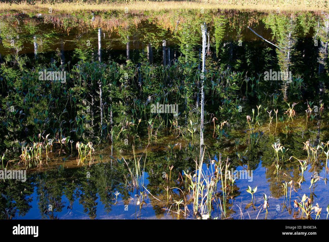 Lake reflection of trees at Paradise Meadows Forbidden Plateau ...