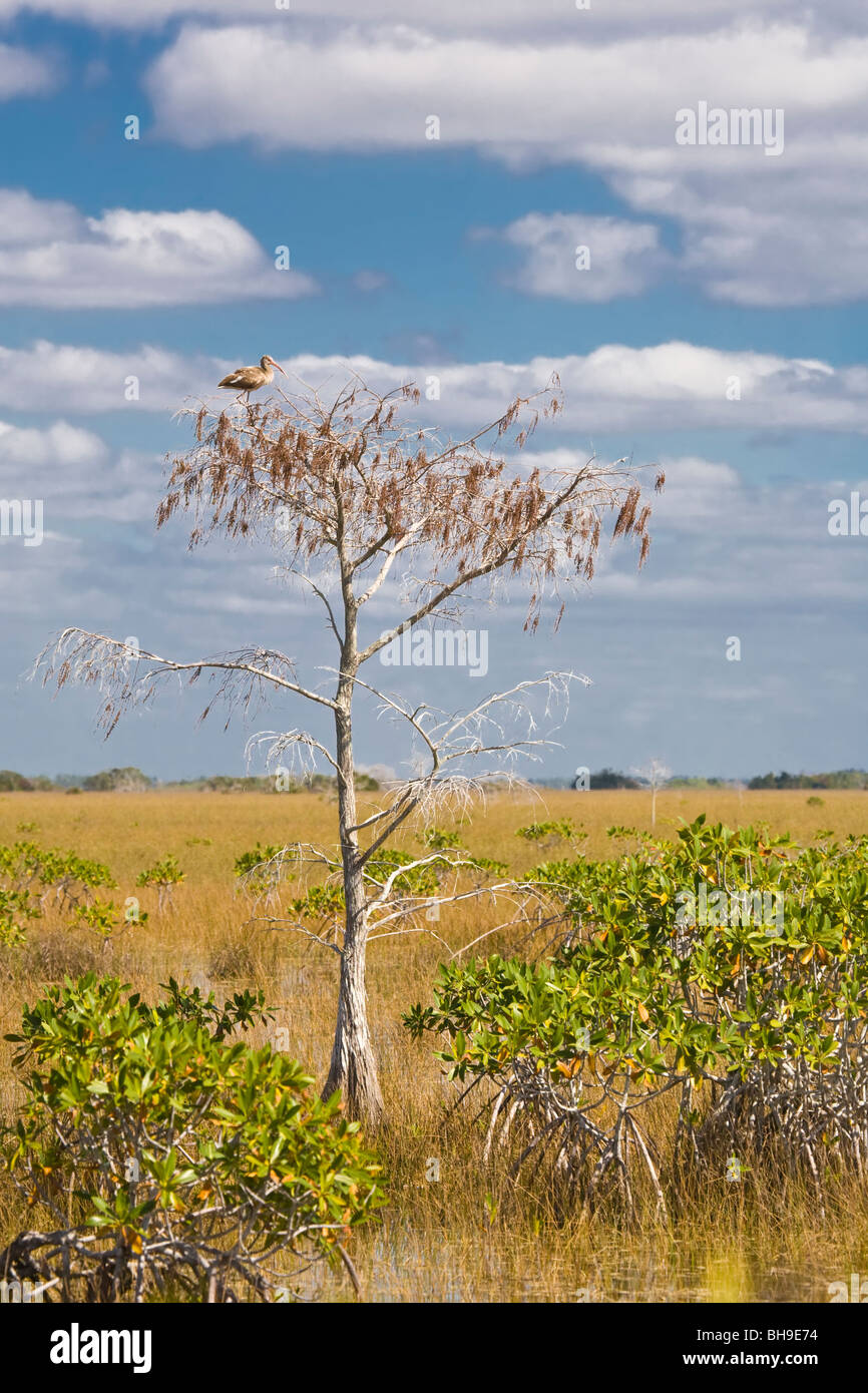 Immature tree hi-res stock photography and images - Alamy