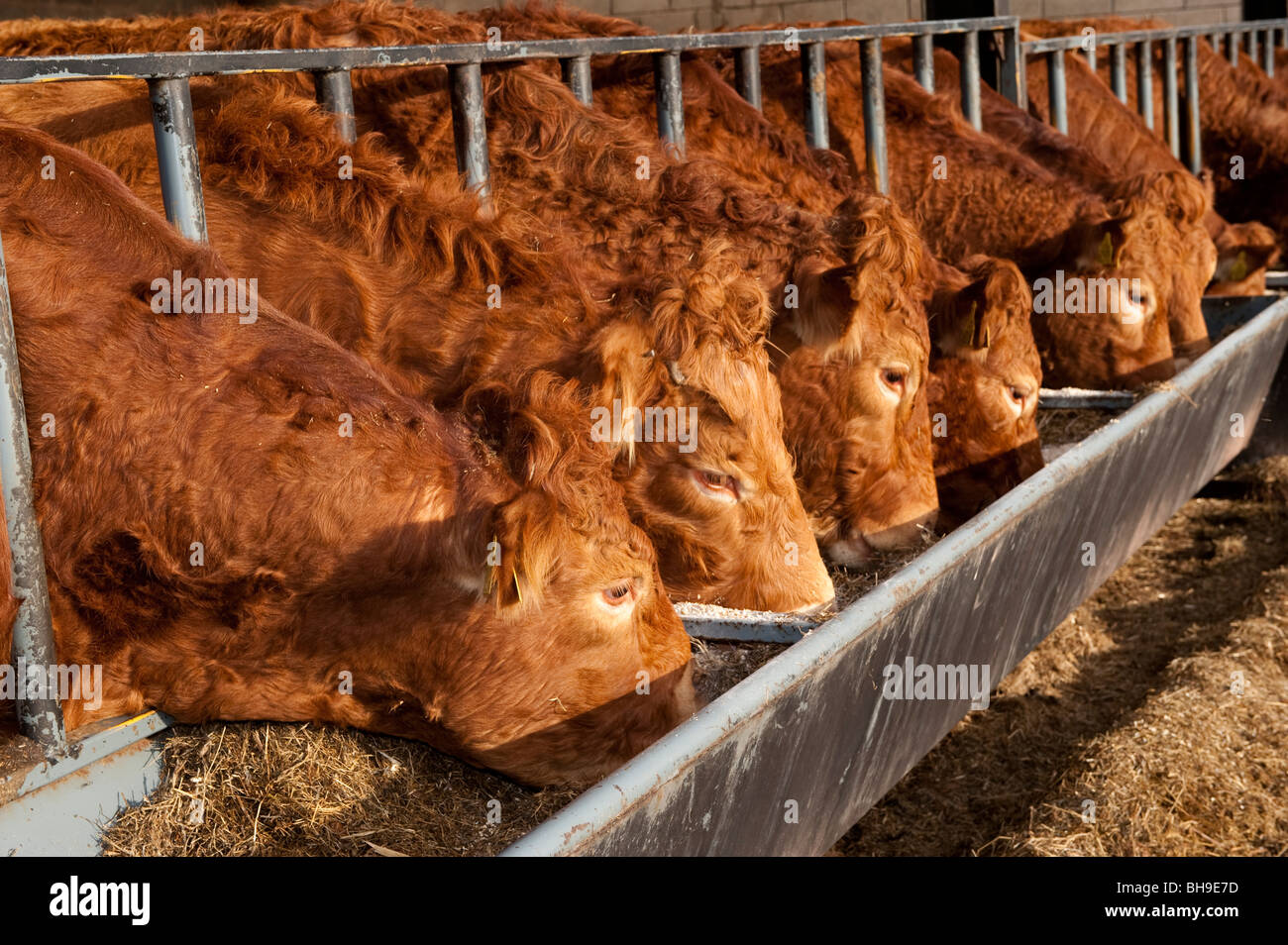 Feeding beef cattle hi-res stock photography and images - Alamy