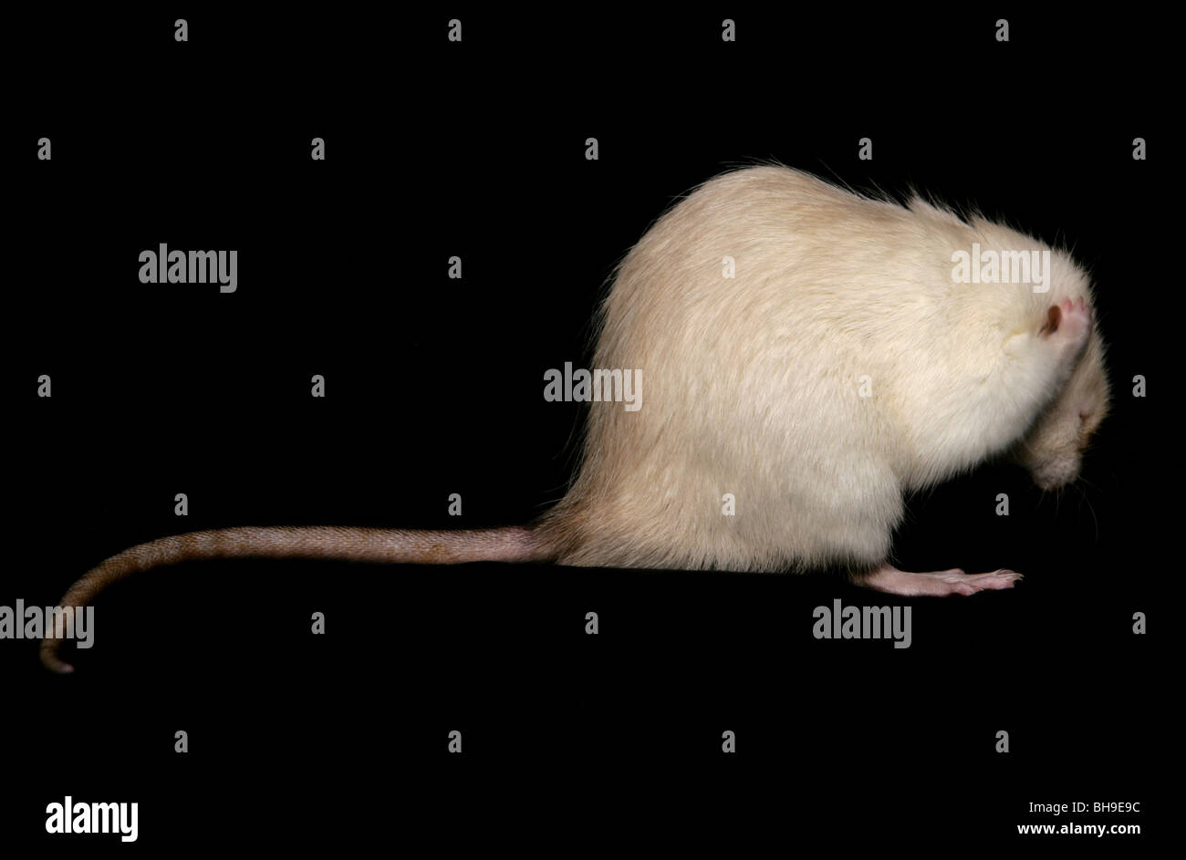 Grooming rat hi-res stock photography and images - Alamy