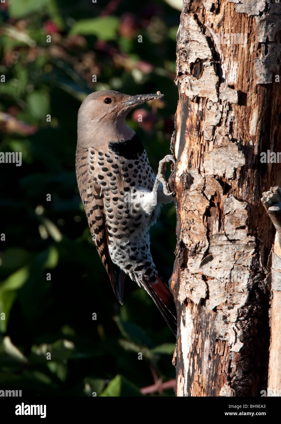 Northern Flicker Colaptes auratus woodpecker feeding from trunk of dead ...