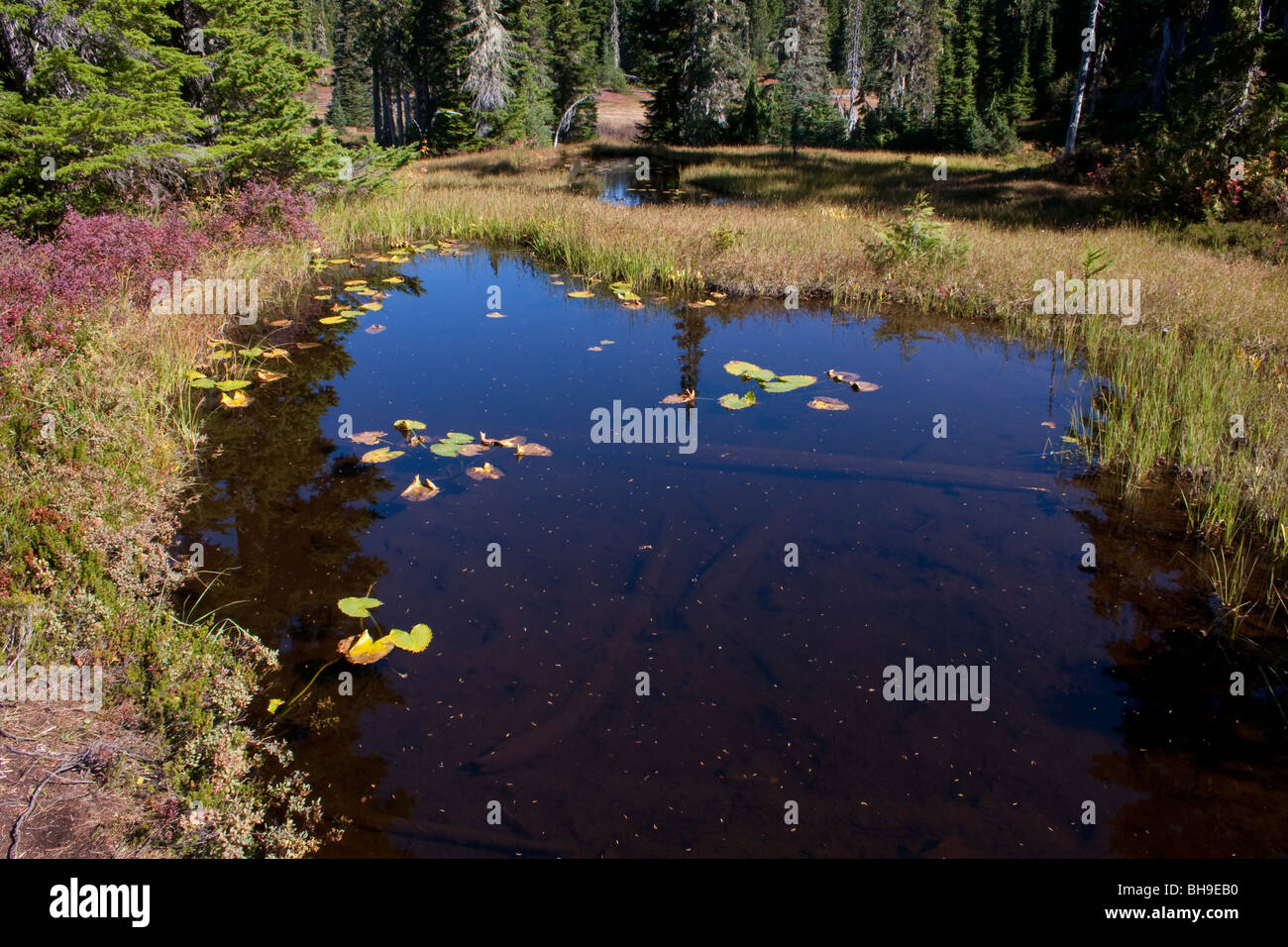 Lily pond at Paradise Meadows Forbidden Plateau Strathcona Park ...