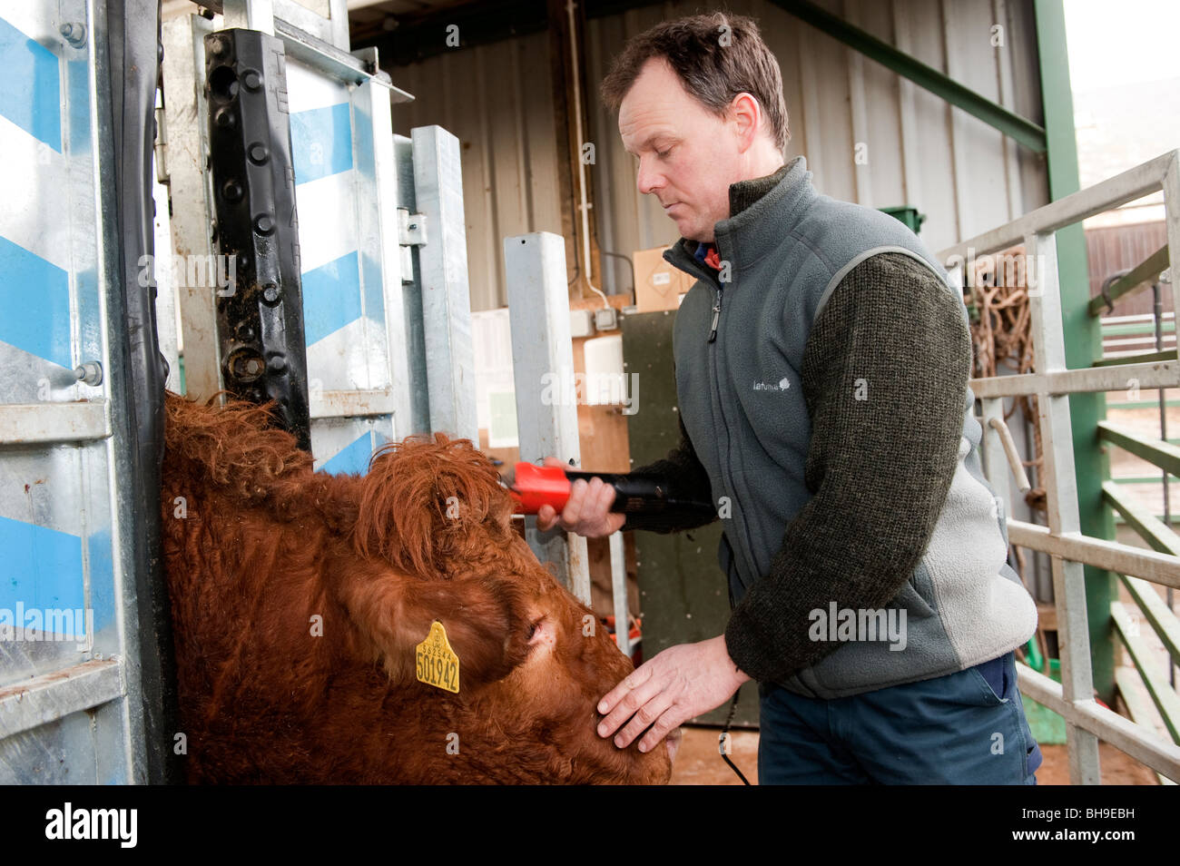 Farmer trimming hair off cattle to keep them clean and healthy Stock ...