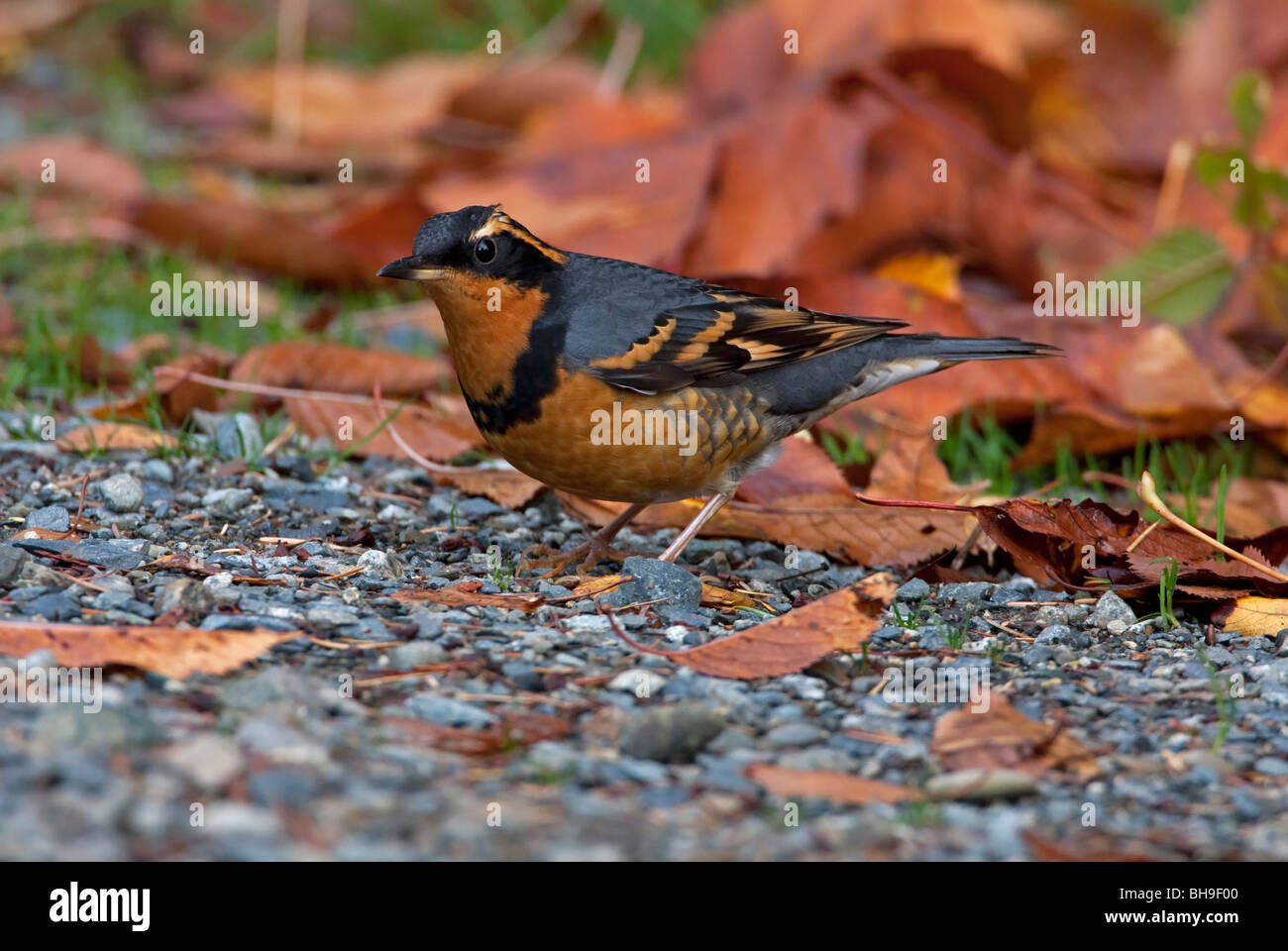 Varied thrush hi-res stock photography and images - Alamy