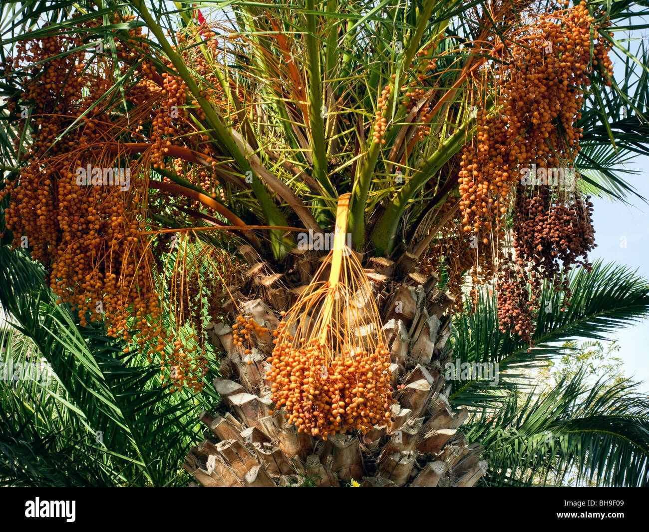 Date palms in Kudadasi, Turkey Stock Photo - Alamy