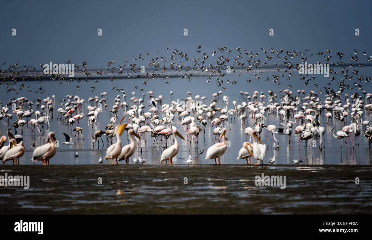 Seabirds at Walvis Bay lagoon, Namibia Stock Photo - Alamy