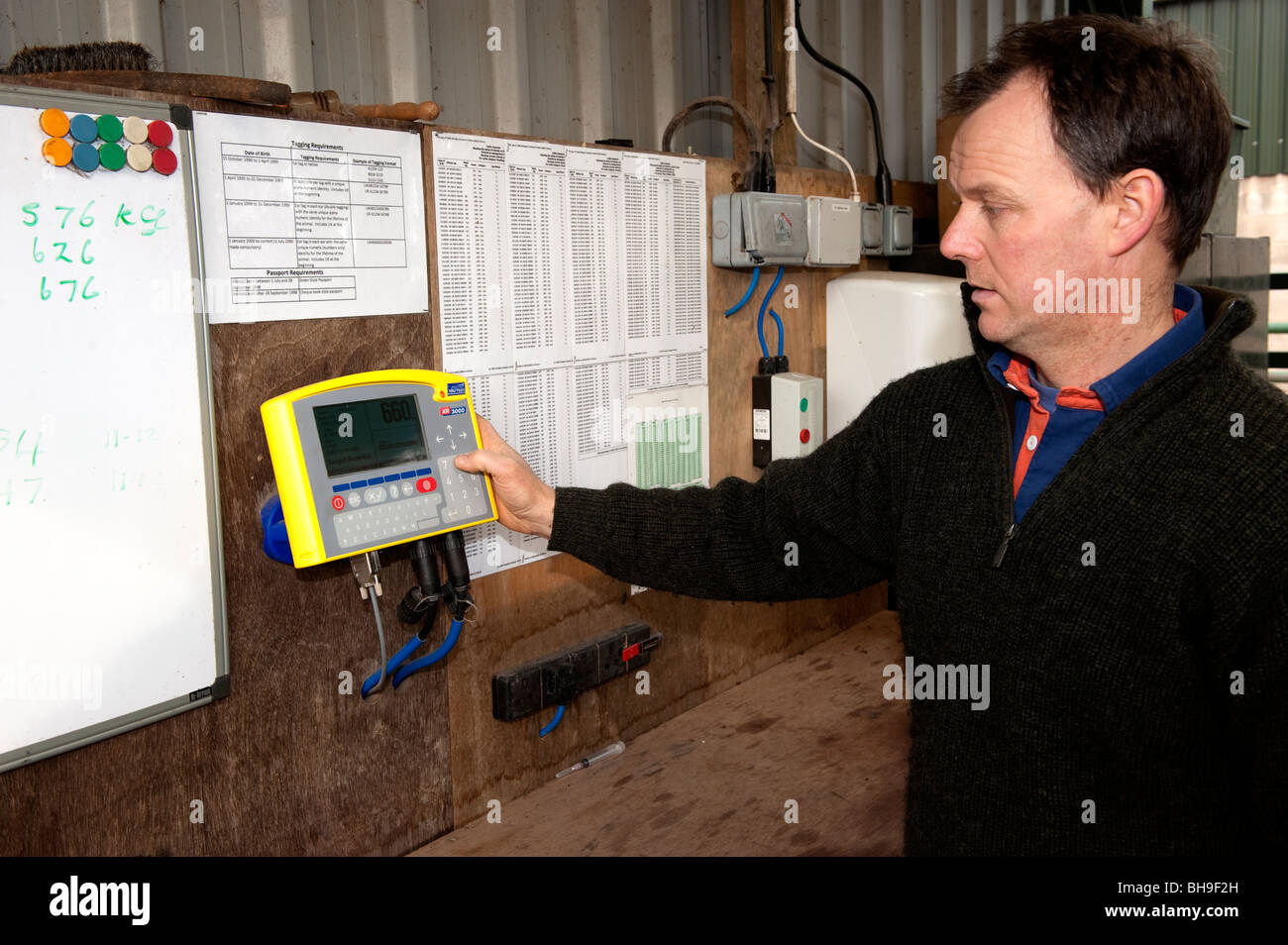 Farmer reading electronic livestock weigh scales Stock Photo - Alamy