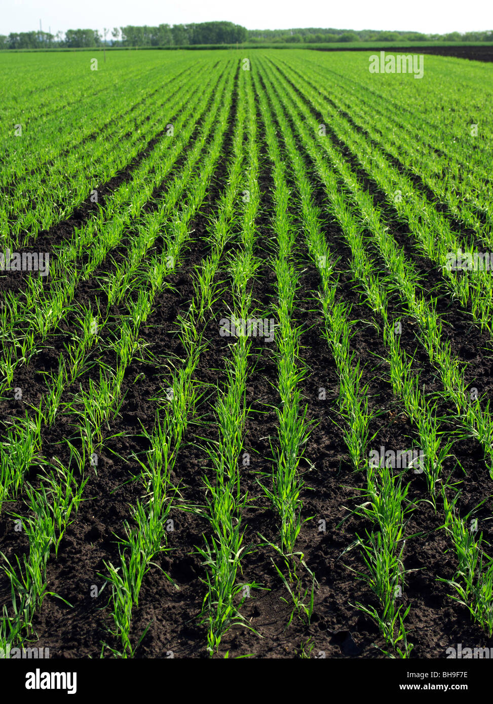 Grass rows on the spring field Stock Photo - Alamy