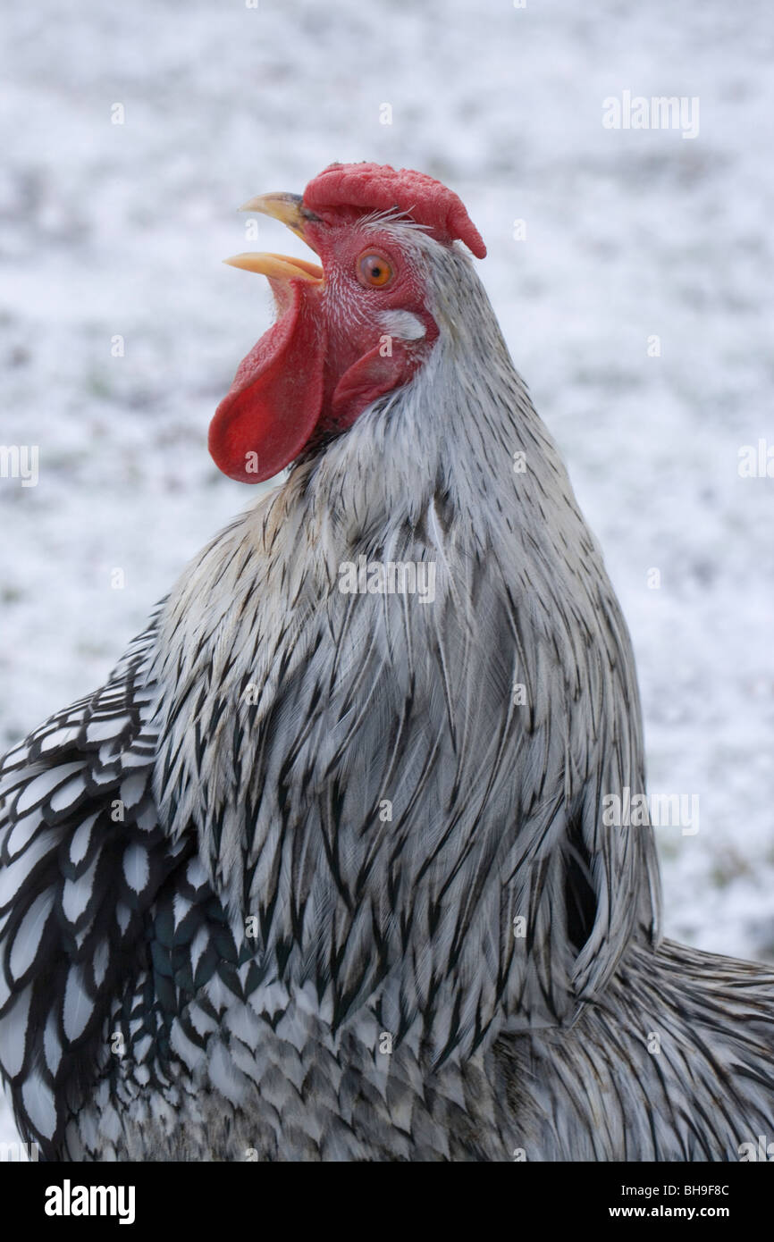 Silver-laced Wyandotte Domestic Poultry (Gallus gallus). Fowl. Cock or ...